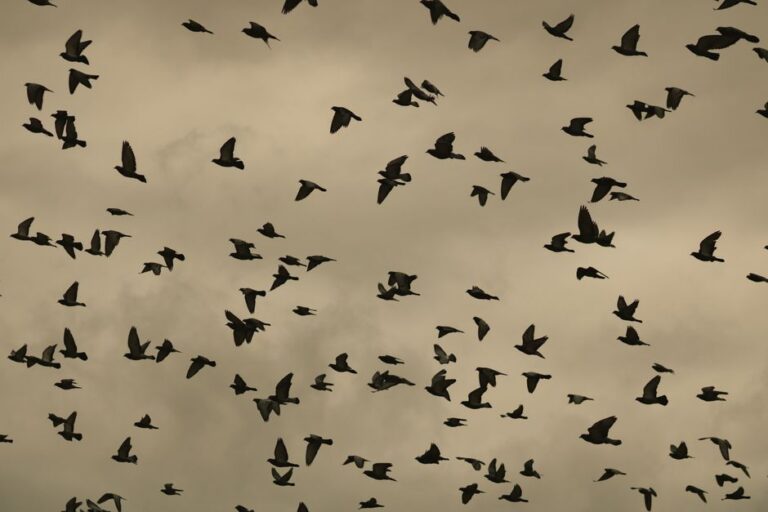 14 Fun Facts About Birds from Around the World - Spark Trivia